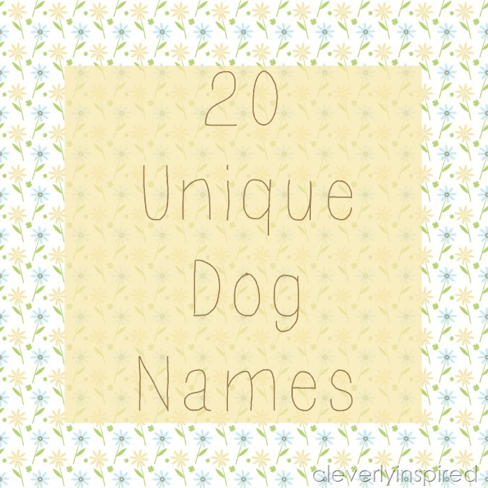 20 Unique Dog Names Cleverly Inspired